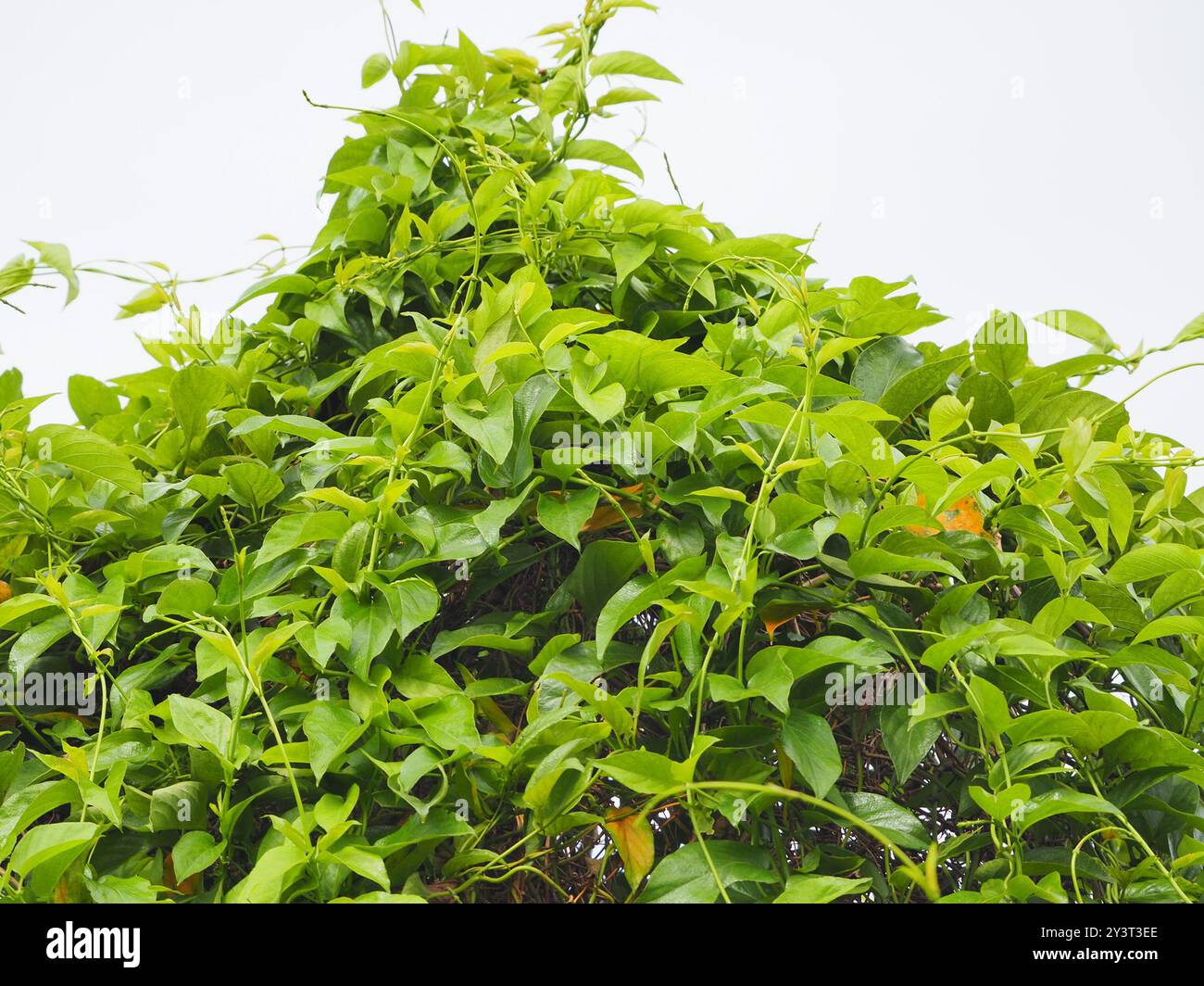 skunk vine (Paederia foetida) Plantae Stock Photo - Alamy
