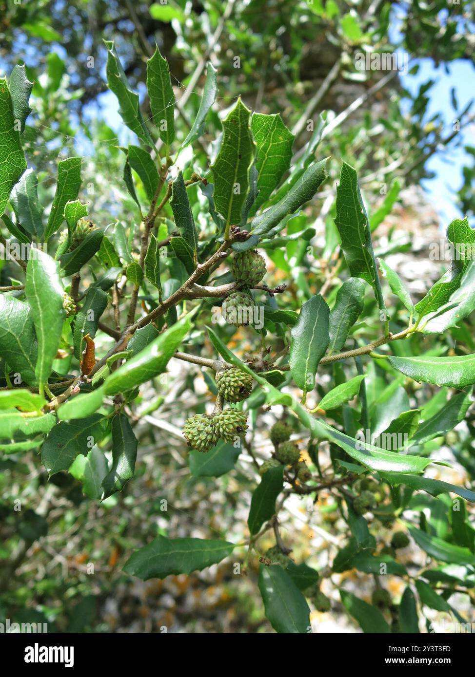 Kermes oak (Quercus coccifera) Plantae Stock Photo - Alamy