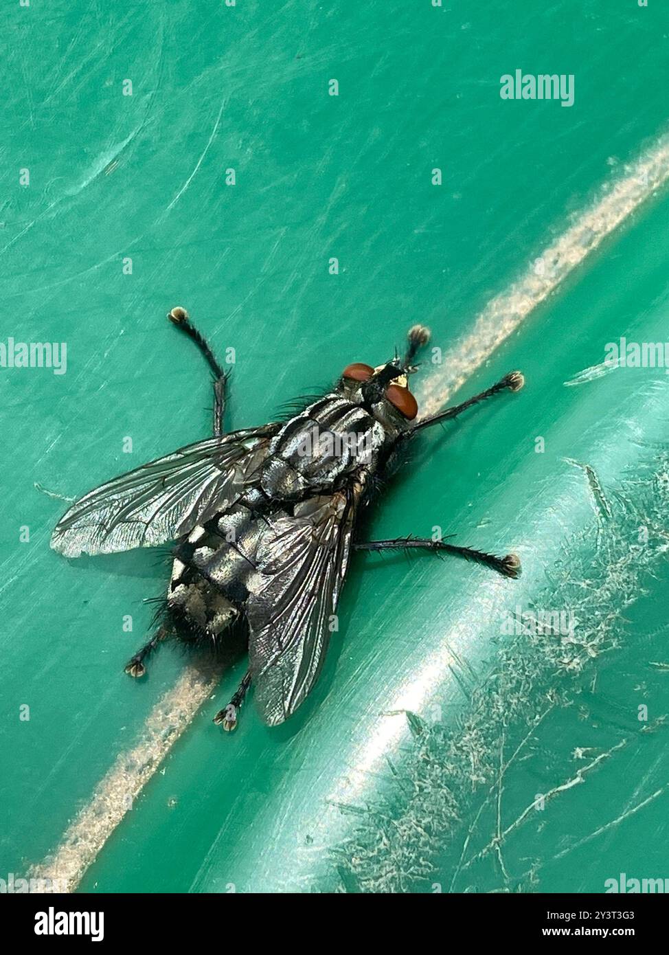 Common Flesh Flies (Sarcophaga) Insecta Stock Photo - Alamy