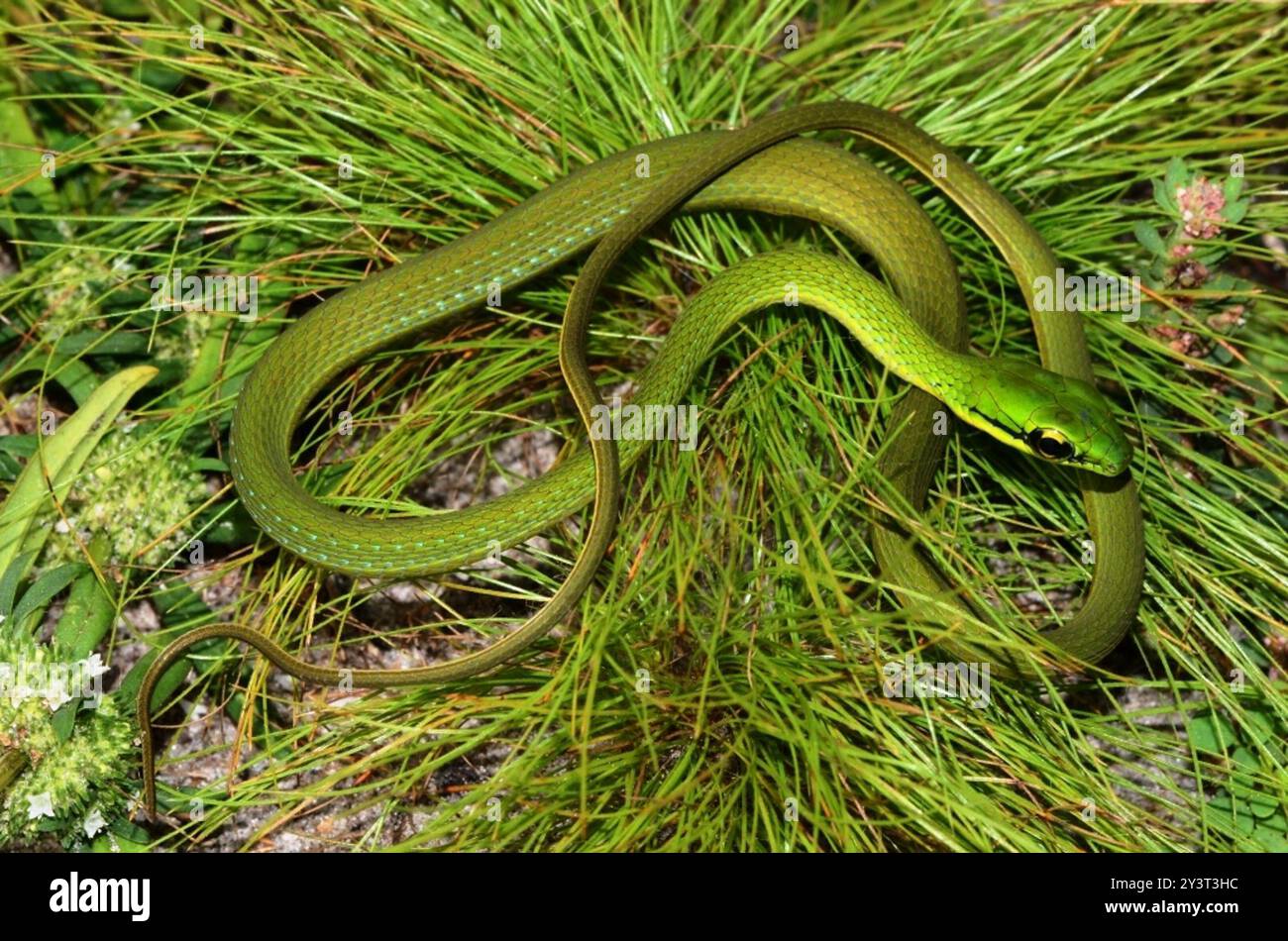 Hapsidophrys hi-res stock photography and images - Alamy