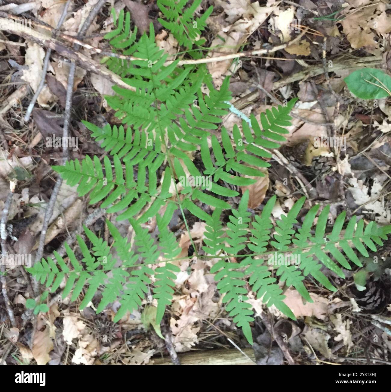common bracken (Pteridium aquilinum) Plantae Stock Photo - Alamy