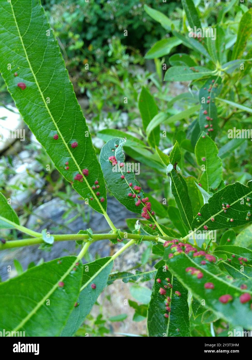 Willow Bead Gall Mite (Aculus tetanothrix) Arachnida Stock Photo - Alamy