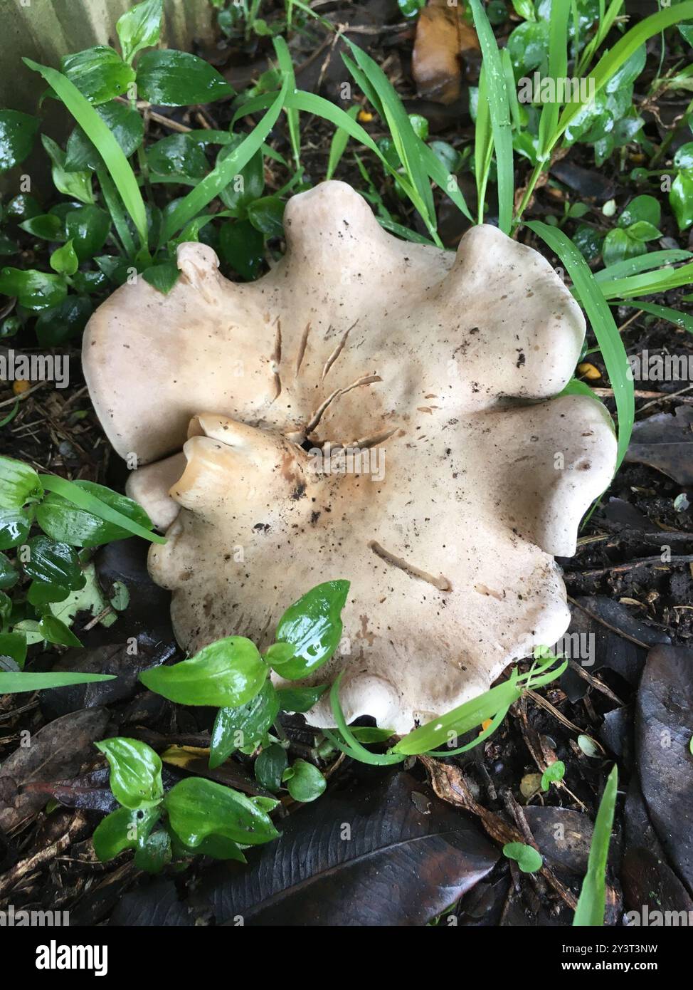 Cloudy Clitocybe (Clitocybe nebularis) Fungi Stock Photo - Alamy