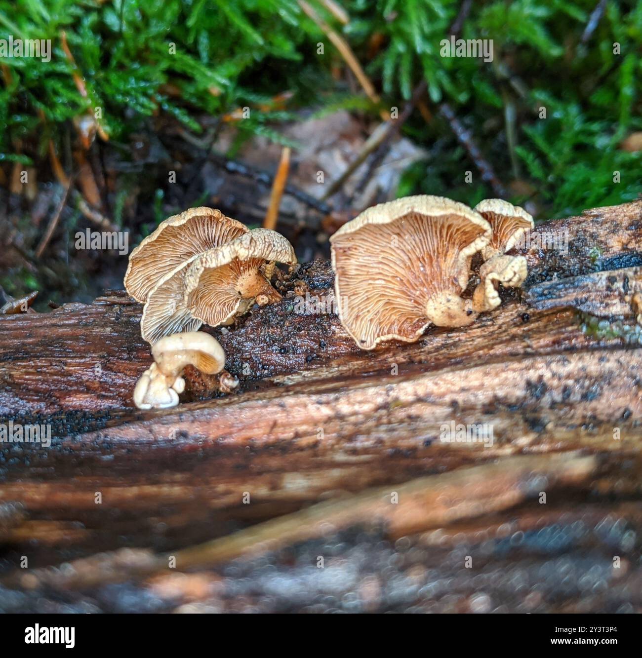Luminescent panellus stipticus fungi hi-res stock photography and ...