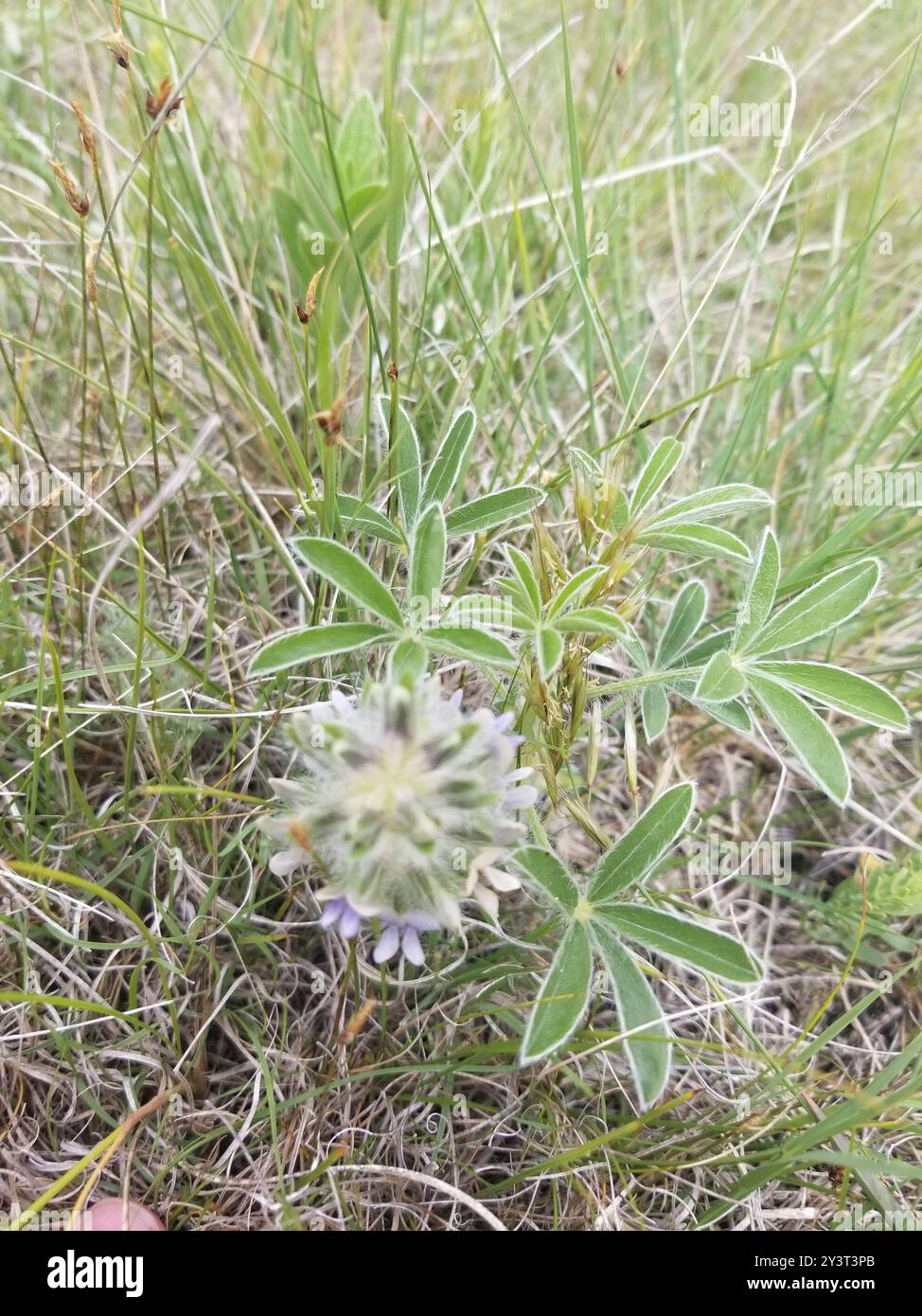 breadroot scurf pea (Pediomelum esculentum) Plantae Stock Photo - Alamy
