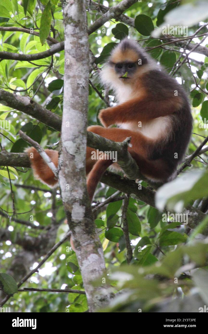 Sumatran Surili (Presbytis melalophos) Mammalia Stock Photo - Alamy