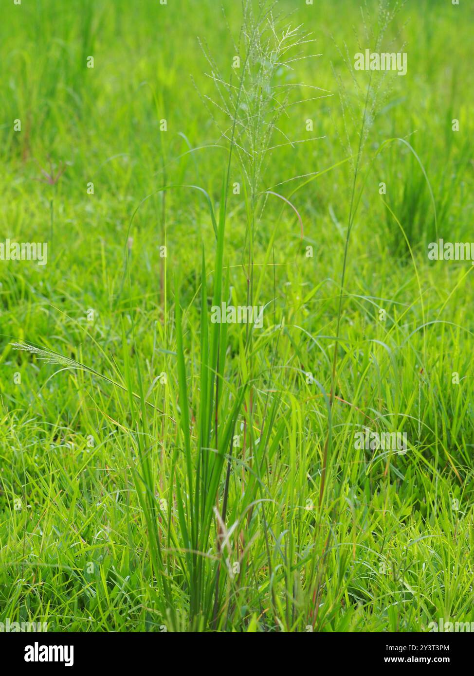 sprangletop (Diplachne fusca) Plantae Stock Photo - Alamy