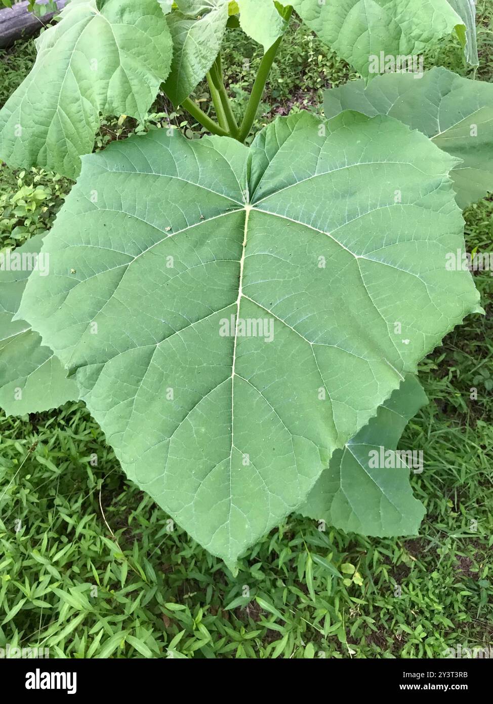 princess tree (Paulownia tomentosa) Plantae Stock Photo - Alamy