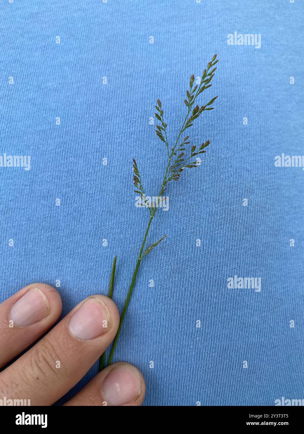 Canada bluegrass (Poa compressa) Plantae Stock Photo - Alamy