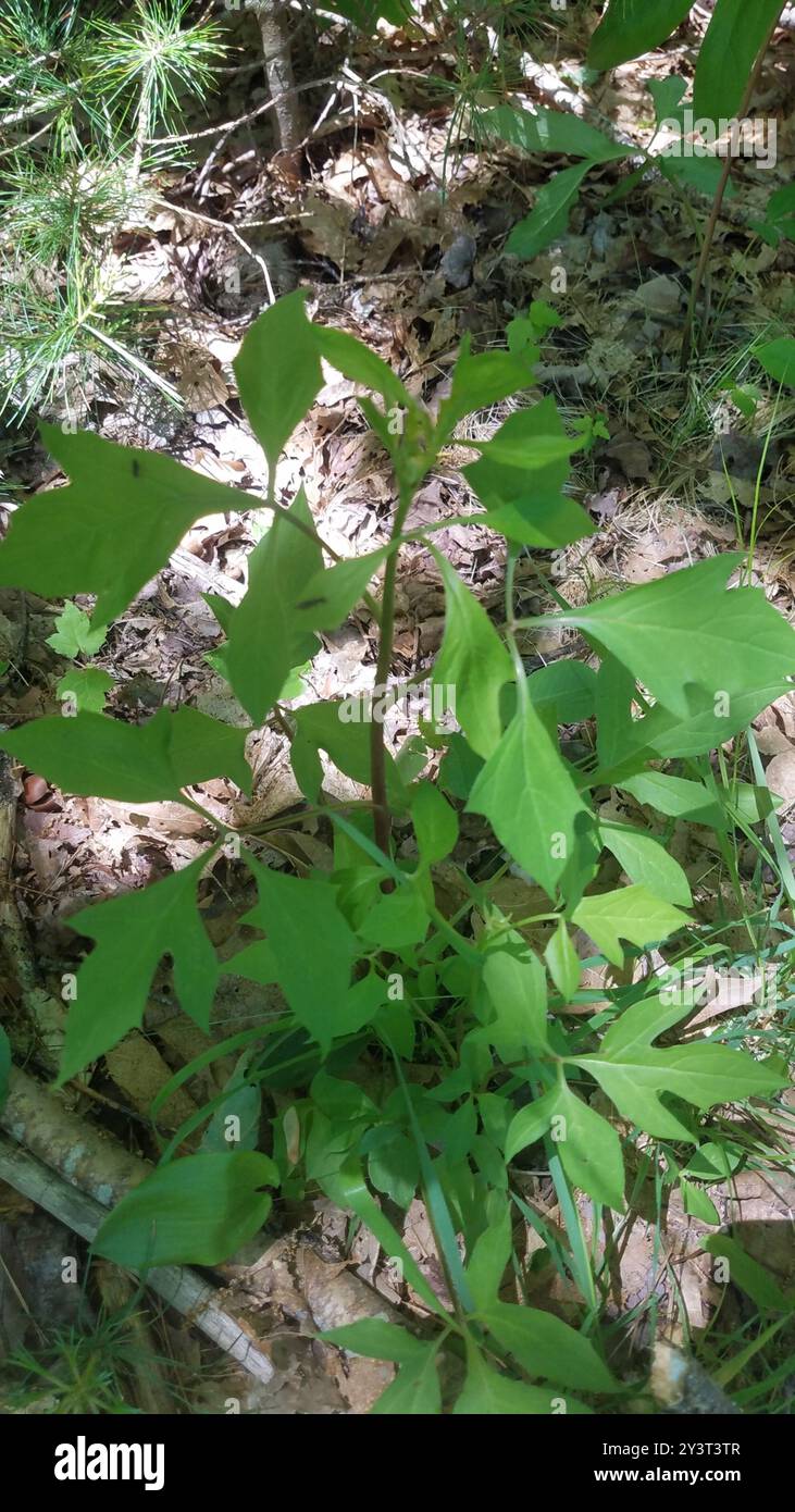 three-leaved rattlesnake root (Nabalus trifoliolatus) Plantae Stock ...
