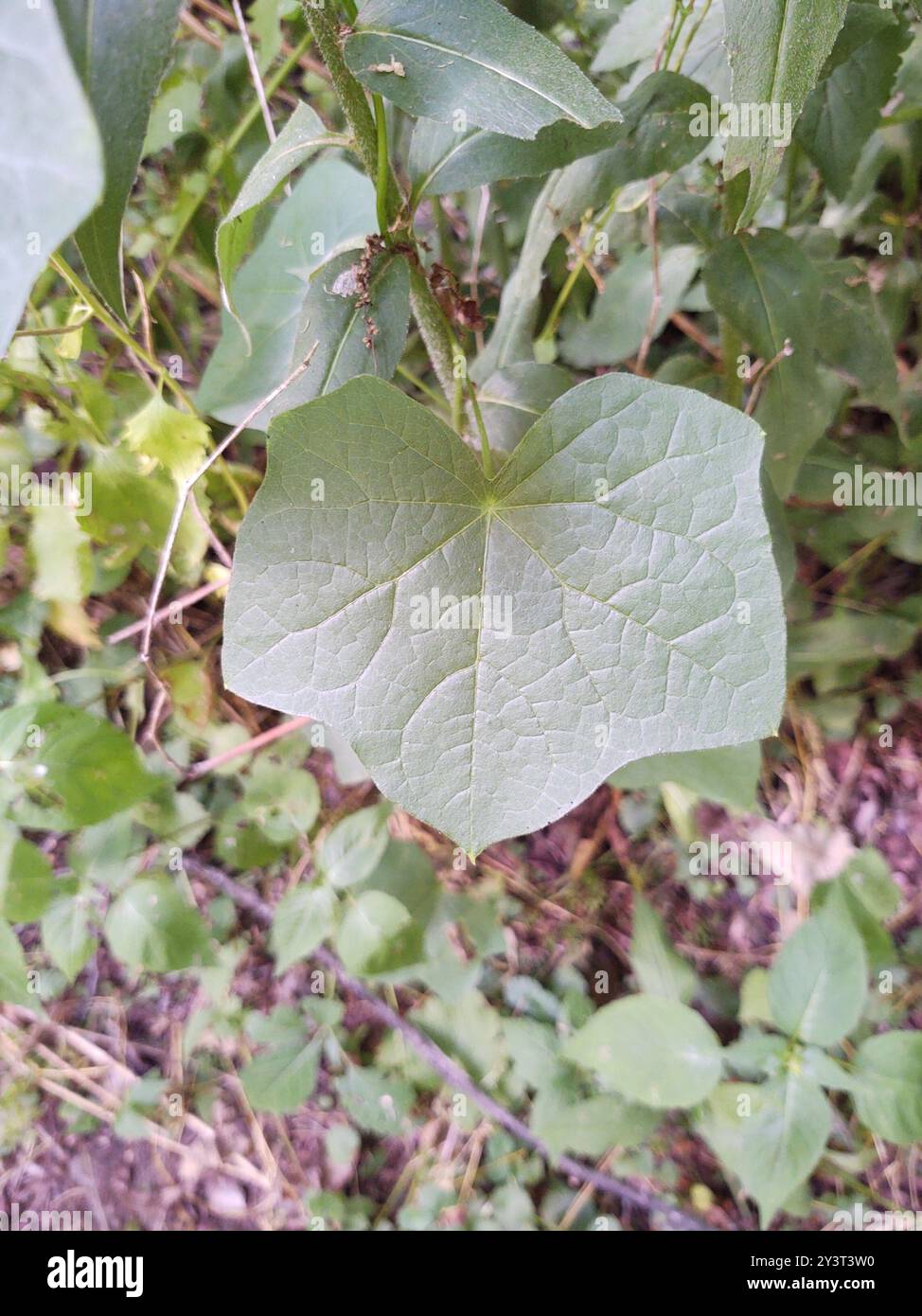 moonseed (Menispermum canadense) Plantae Stock Photo - Alamy
