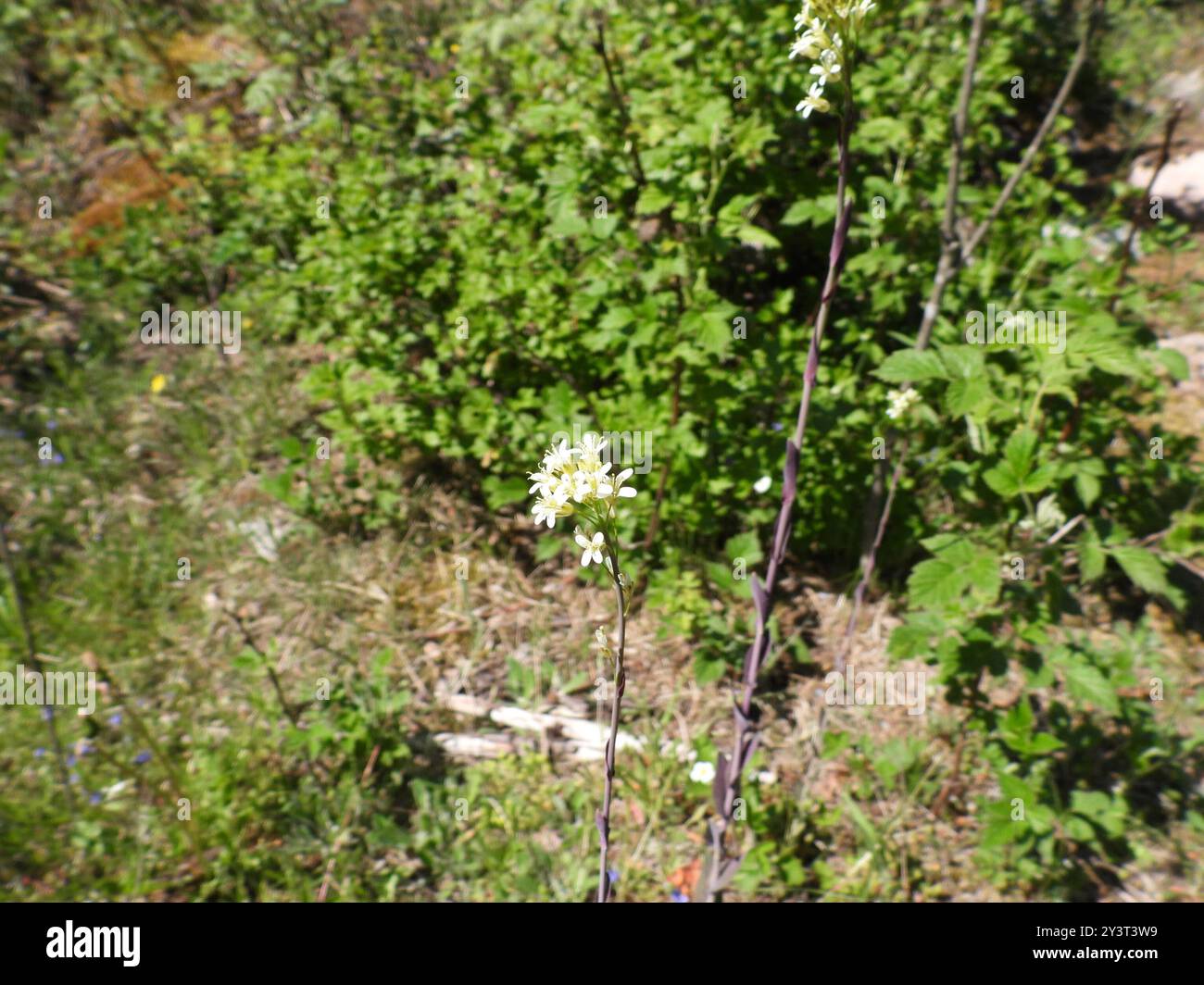 Tower Mustard (Turritis glabra) Plantae Stock Photo - Alamy
