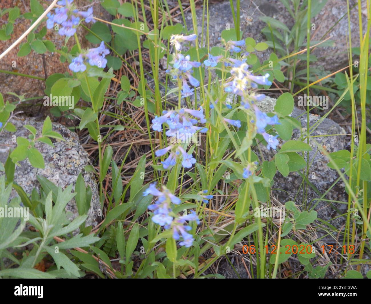 Front Range Beardtongue (Penstemon virens) Plantae Stock Photo - Alamy