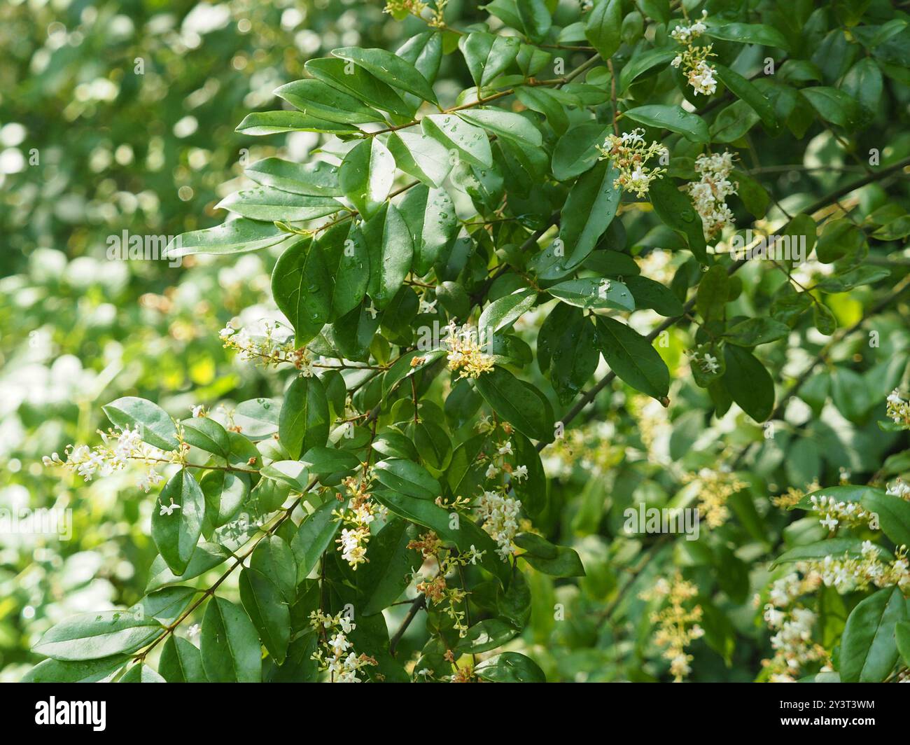 Chinese privet (Ligustrum sinense) Plantae Stock Photo - Alamy