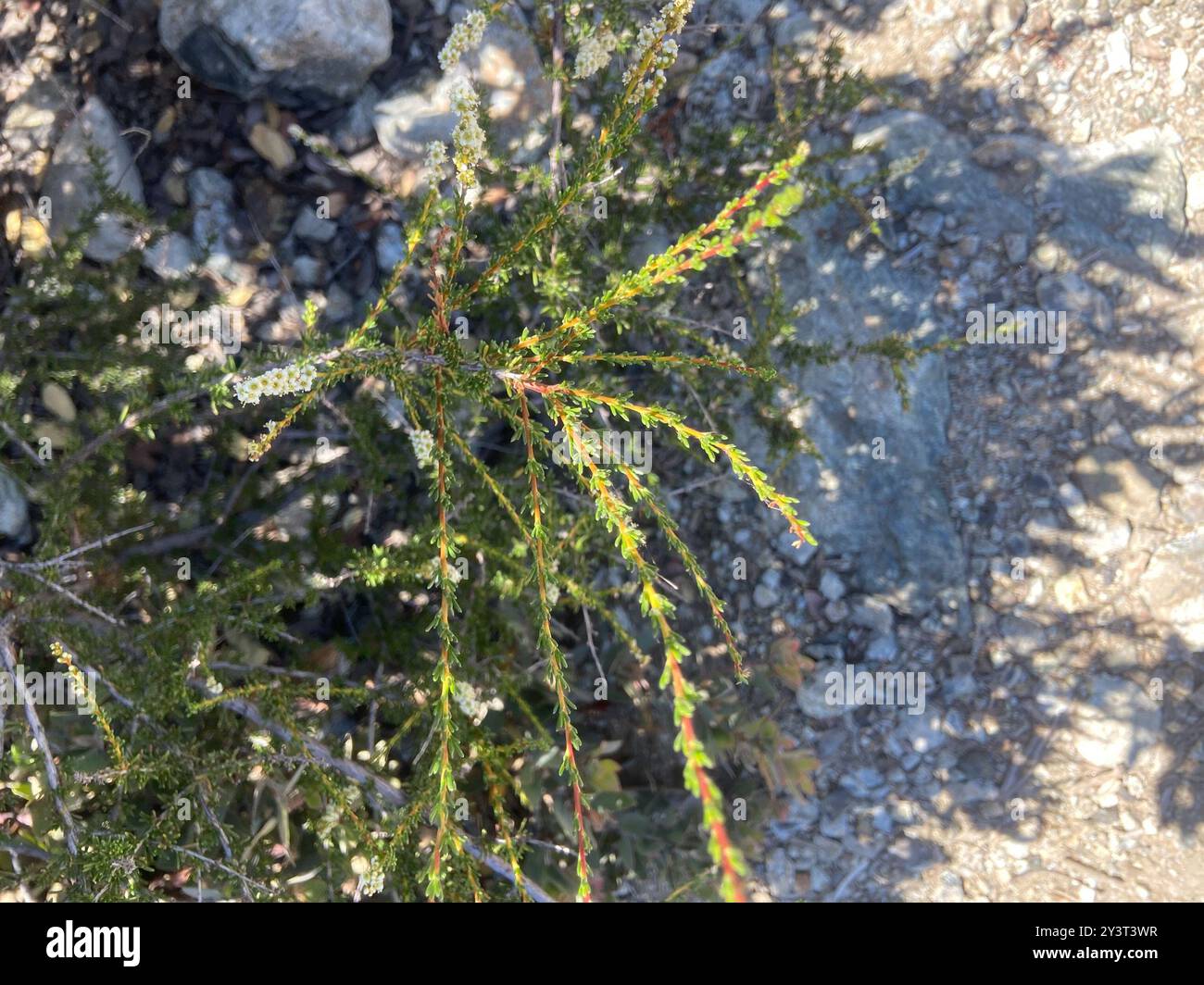 chamise (Adenostoma fasciculatum) Plantae Stock Photo - Alamy