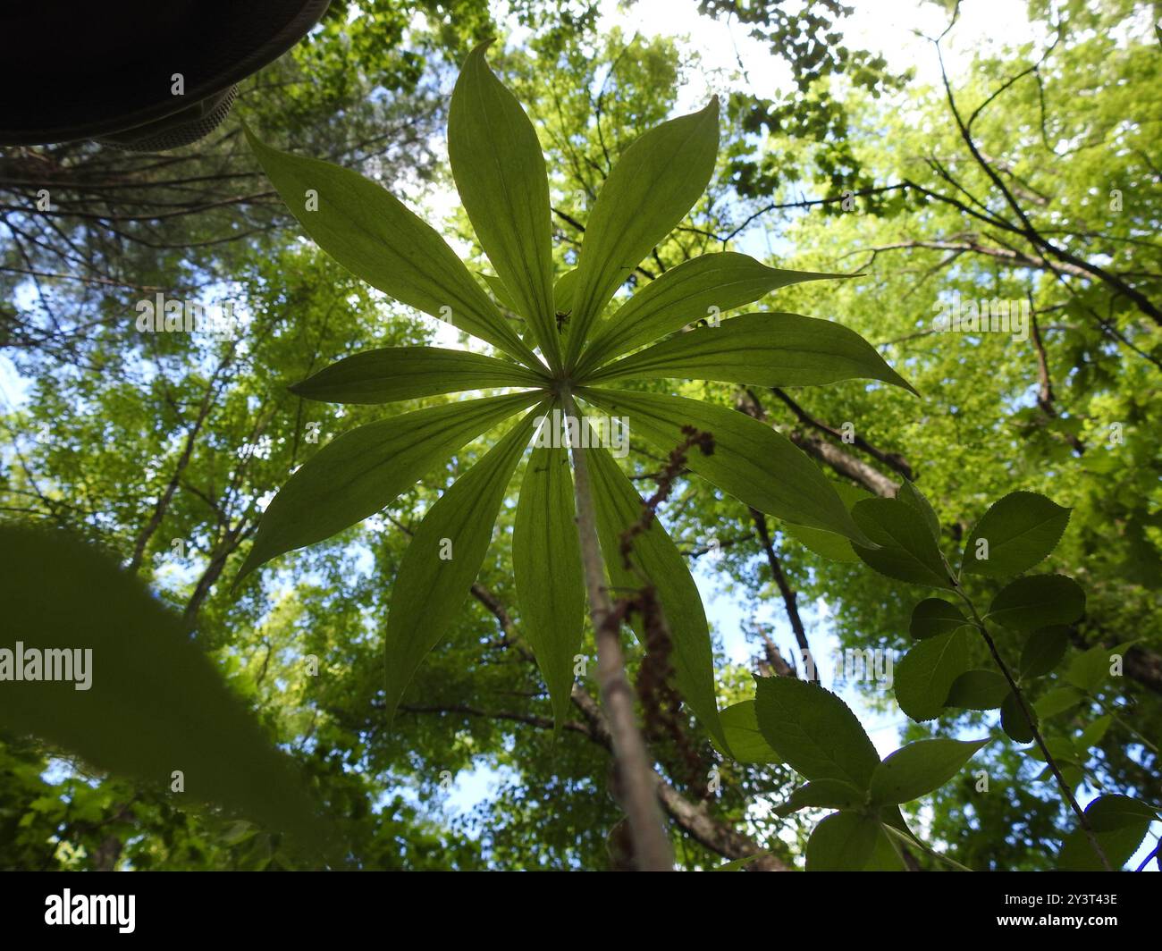 Cucumber Root (Medeola virginiana) Plantae Stock Photo - Alamy