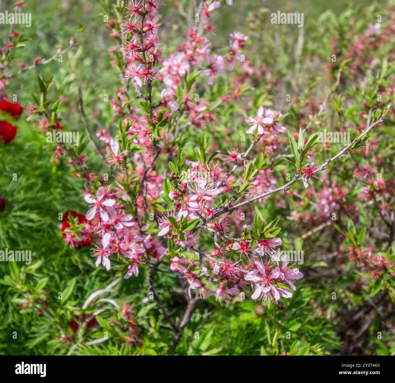 Dwarf Russian Almond (Prunus tenella) Plantae Stock Photo - Alamy