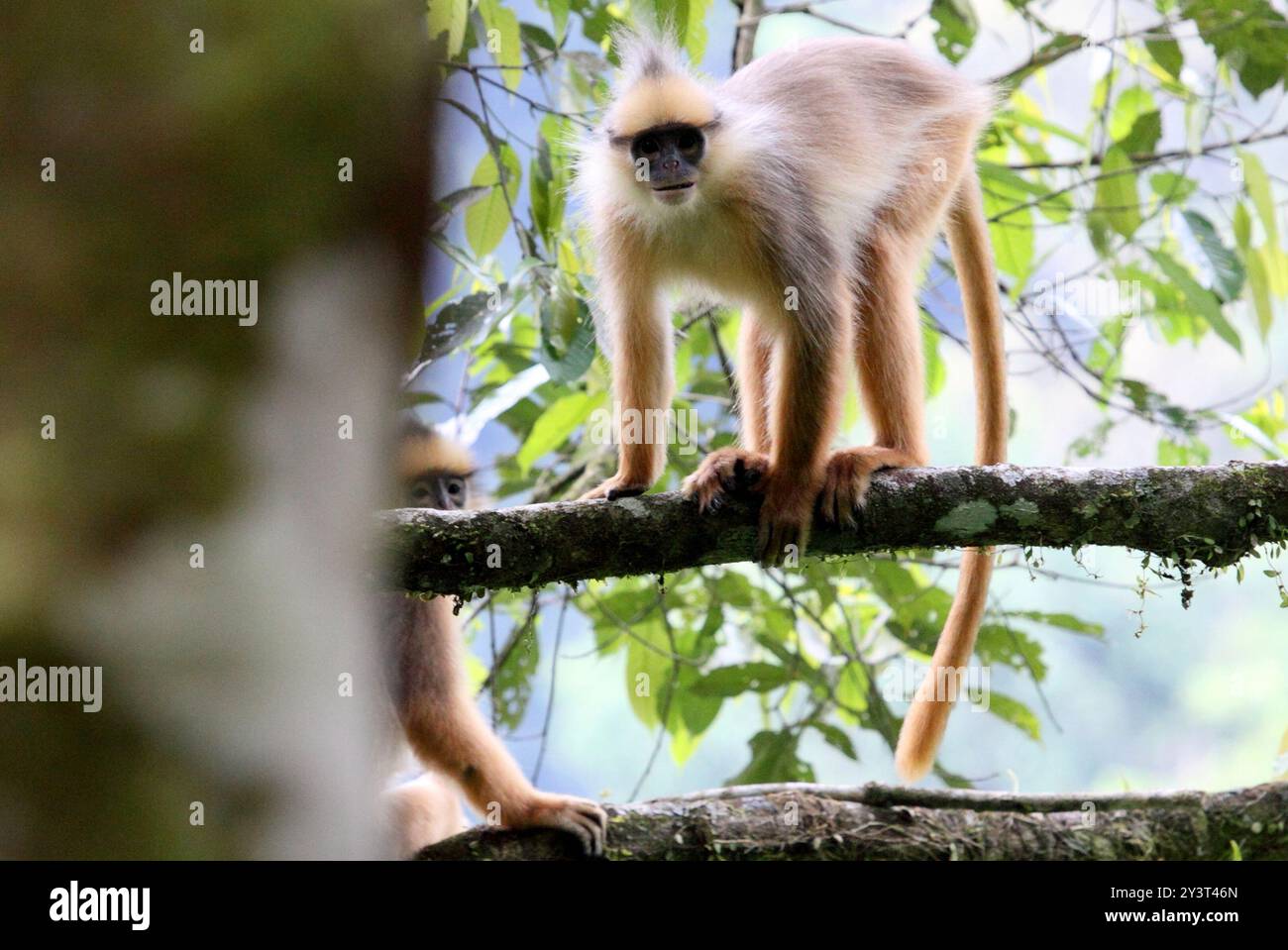 Sumatran Surili (Presbytis melalophos) Mammalia Stock Photo - Alamy