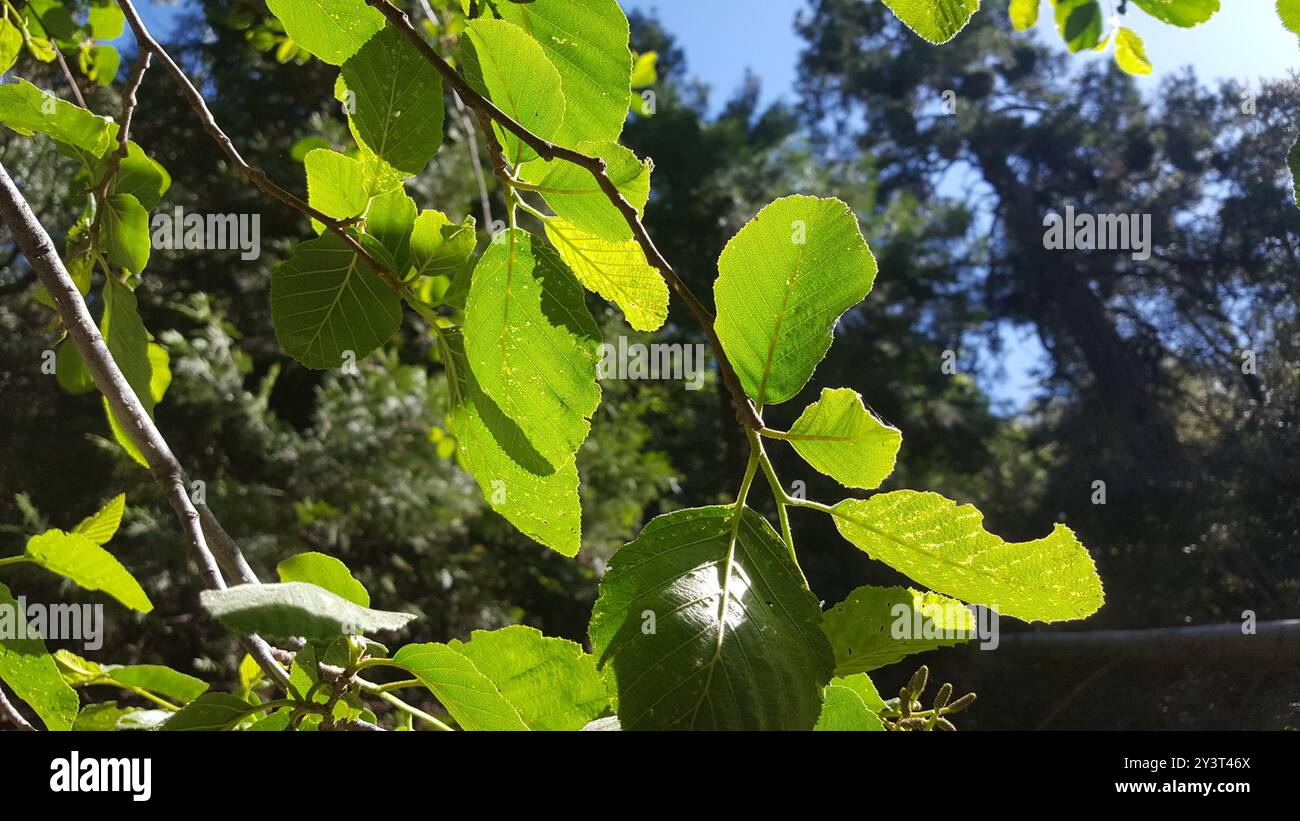 white alder (Alnus rhombifolia) Plantae Stock Photo - Alamy