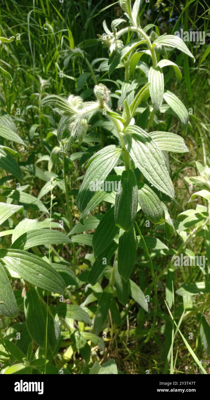 western false gromwell (Lithospermum occidentale) Plantae Stock Photo ...