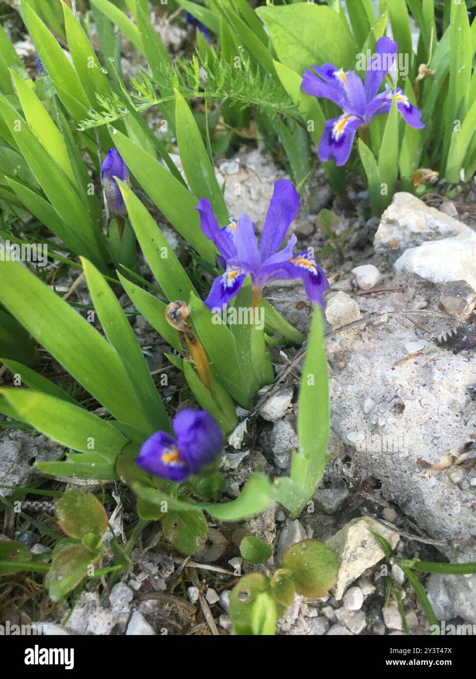 Dwarf Lake Iris (Iris lacustris) Plantae Stock Photo - Alamy
