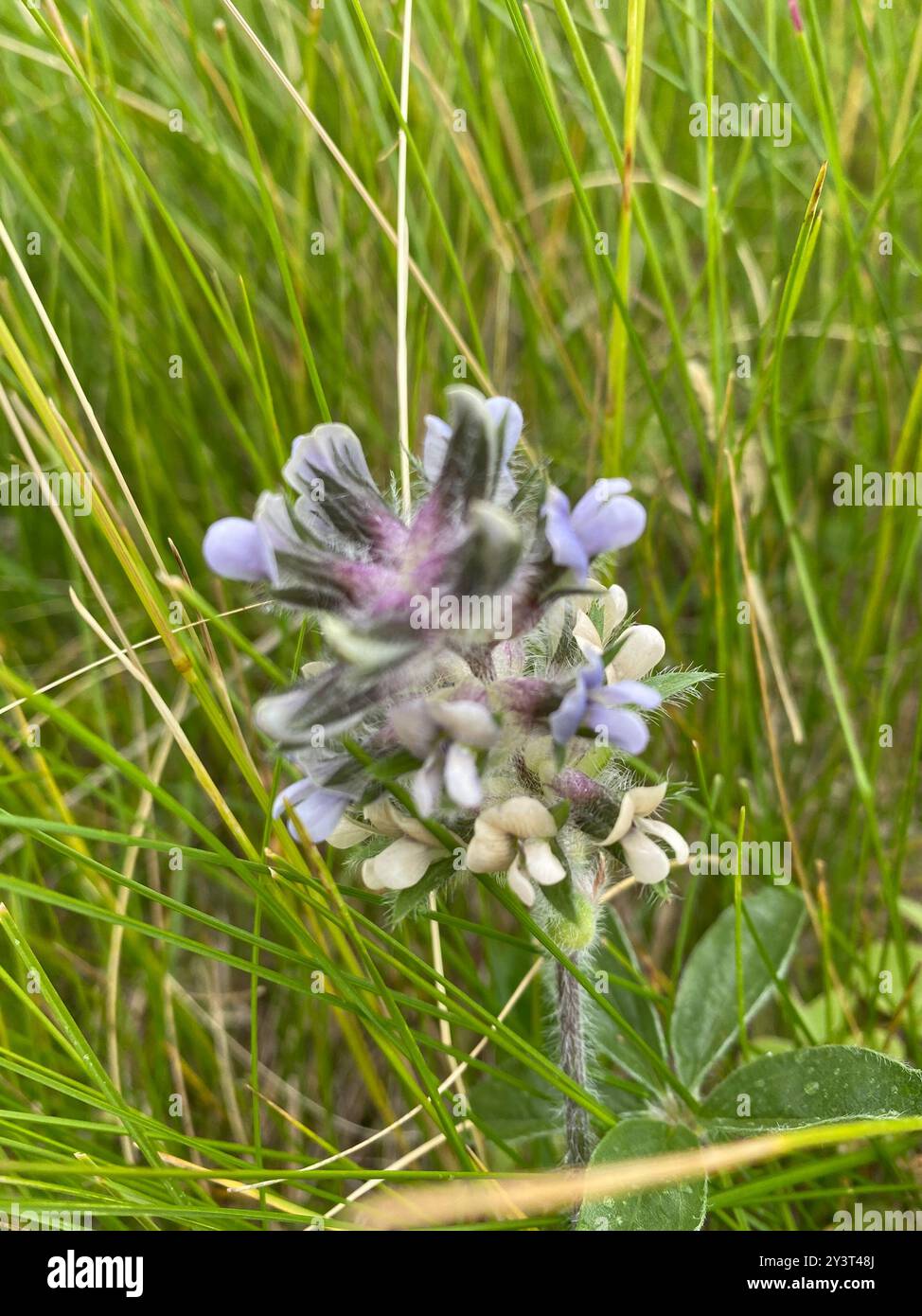 breadroot scurf pea (Pediomelum esculentum) Plantae Stock Photo - Alamy