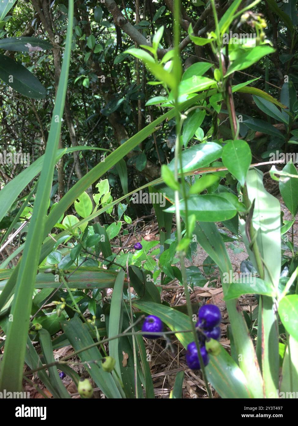 flax-lilies (Dianella) Plantae Stock Photo - Alamy