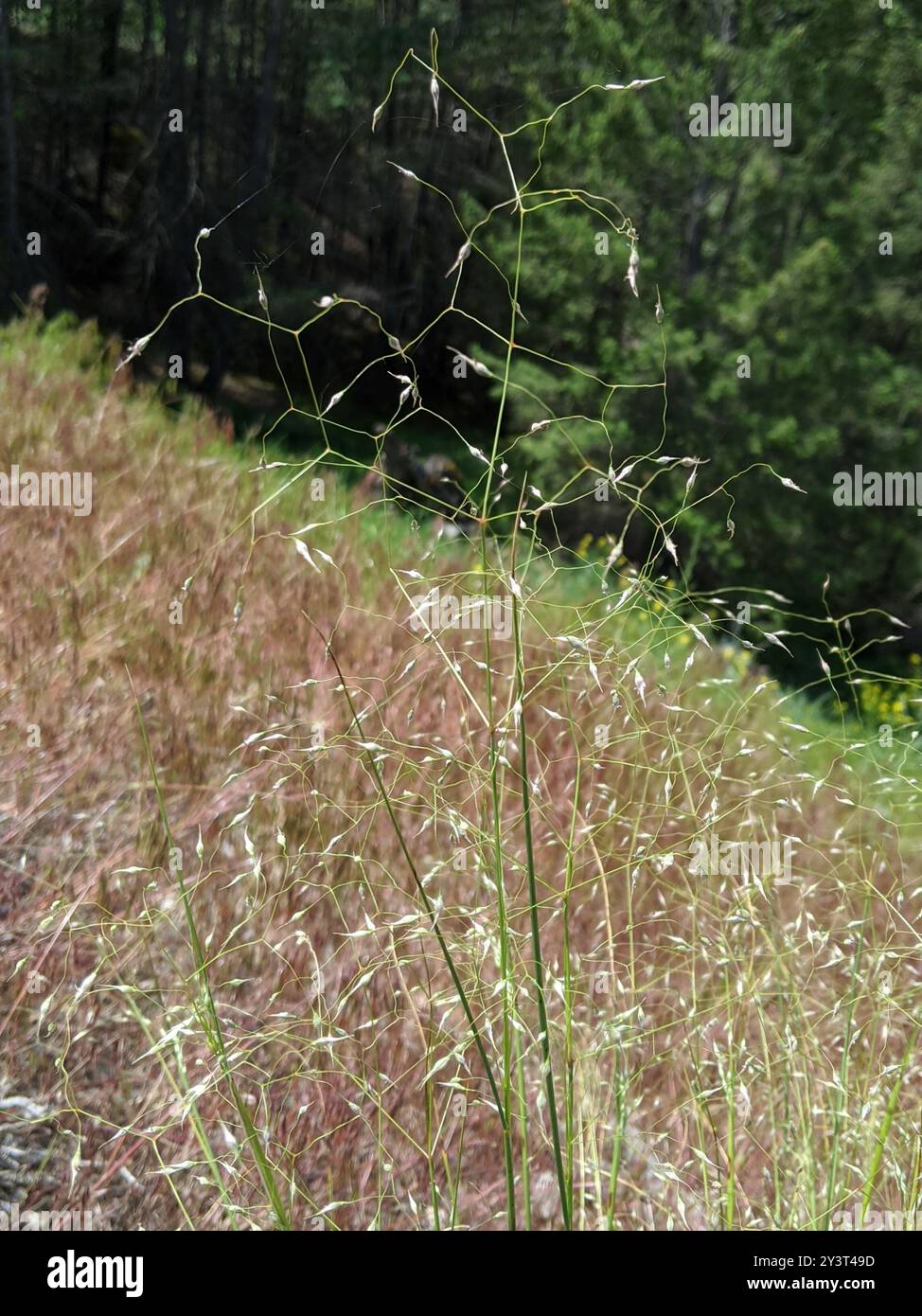 Sand Ricegrass (Eriocoma hymenoides) Plantae Stock Photo - Alamy