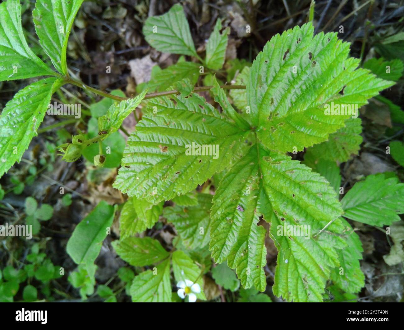 Stone Bramble (Rubus saxatilis) Plantae Stock Photo - Alamy