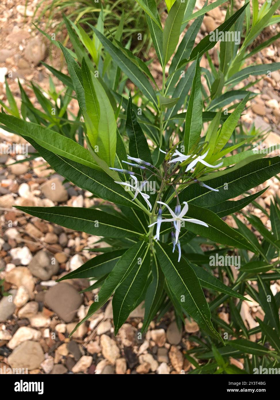 Ozark Bluestar (Amsonia illustris) Plantae Stock Photo - Alamy