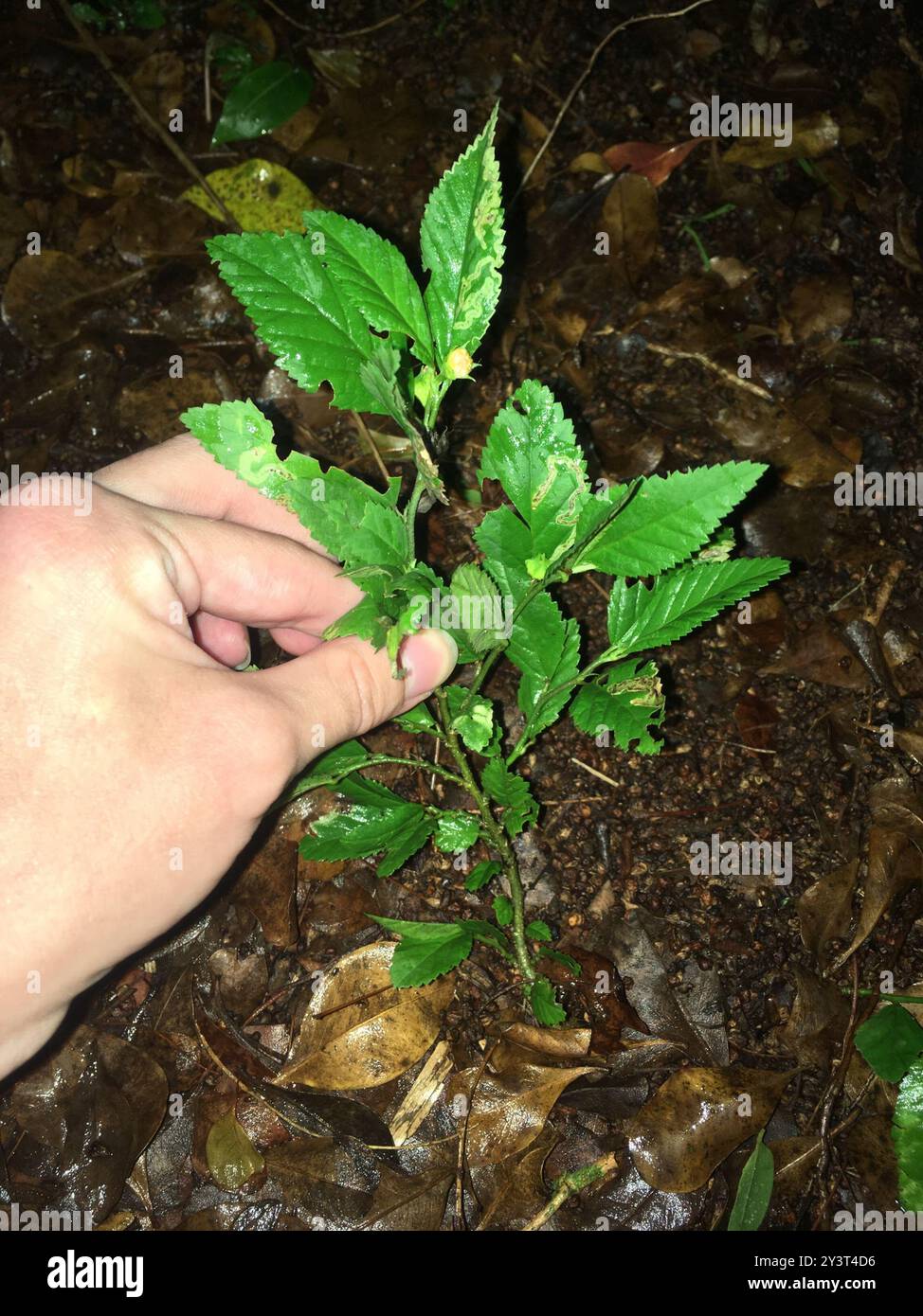 Common Fanpetals (Sida ulmifolia) Plantae Stock Photo - Alamy