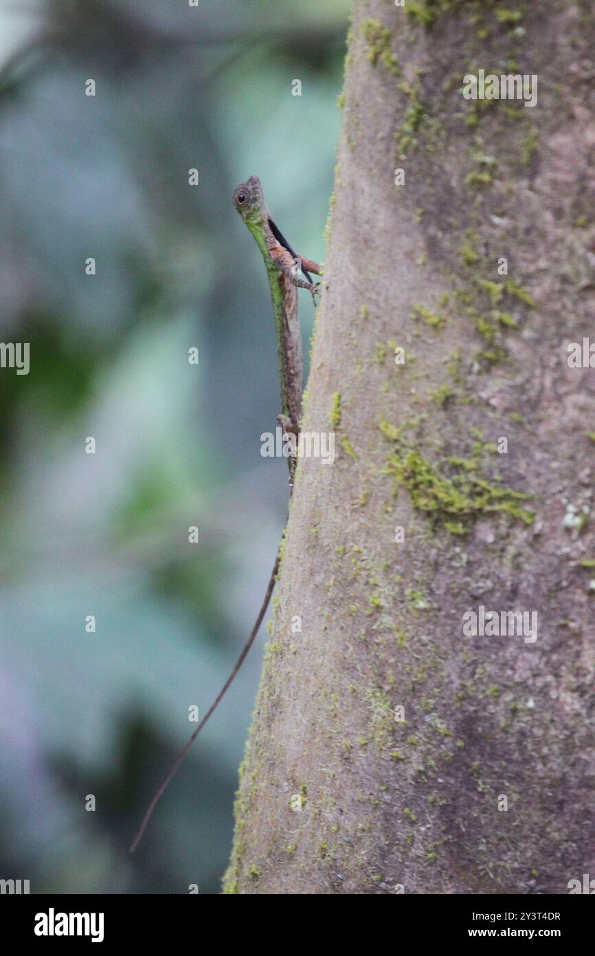 Black-barbed Flying Dragon (Draco melanopogon) Reptilia Stock Photo - Alamy