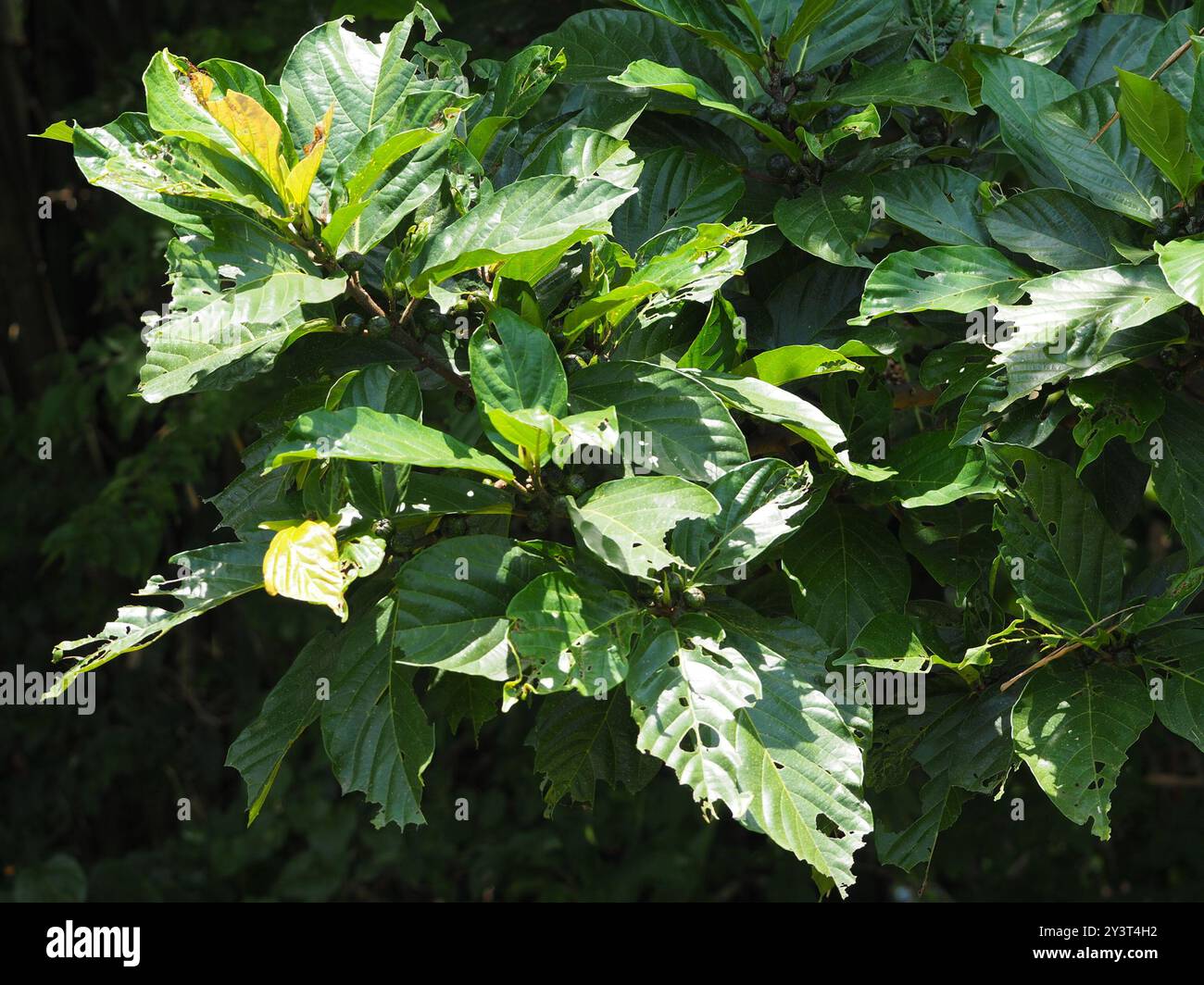 Milk Tree (Ficus benguetensis) Plantae Stock Photo - Alamy