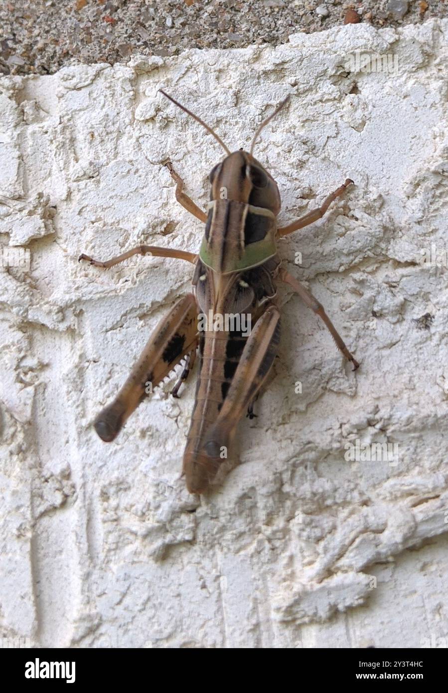 Prairie Boopie (Boopedon gracile) Insecta Stock Photo - Alamy