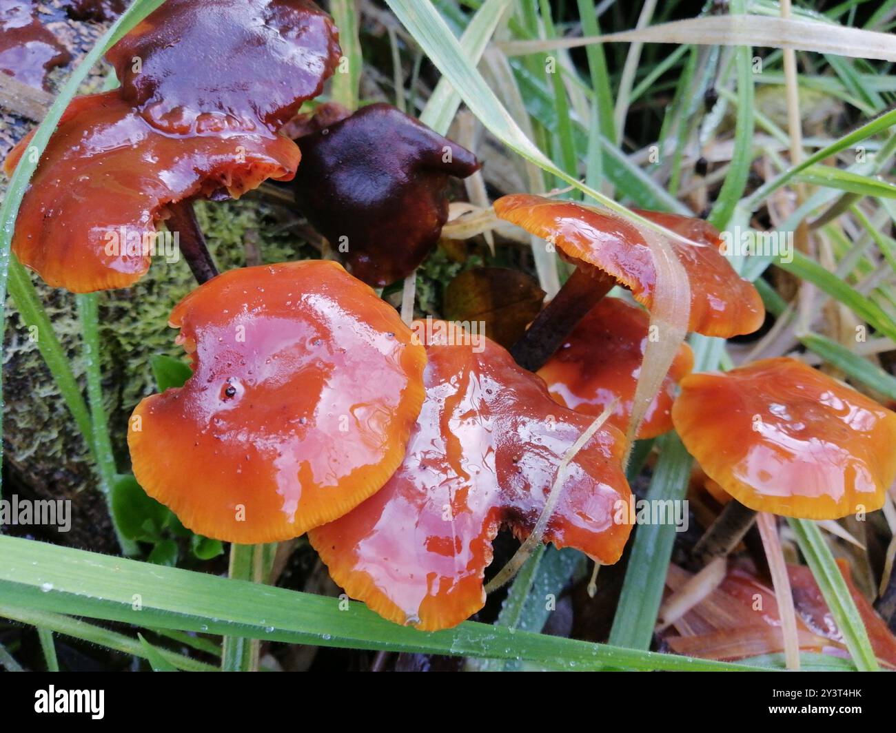 Velvet Foot (Flammulina velutipes) Fungi Stock Photo - Alamy