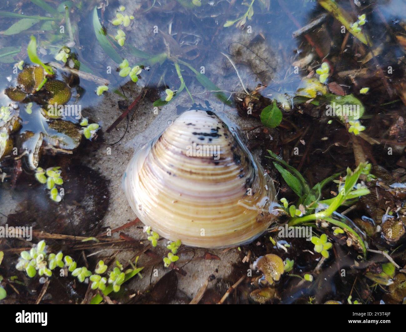 Asian Clam (Corbicula fluminea) Mollusca Stock Photo - Alamy