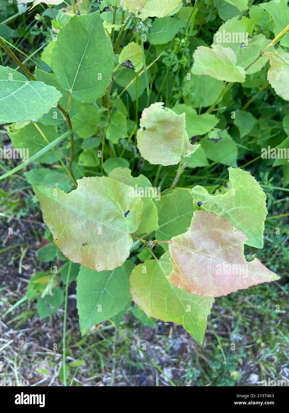 European aspen (Populus tremula) Plantae Stock Photo - Alamy