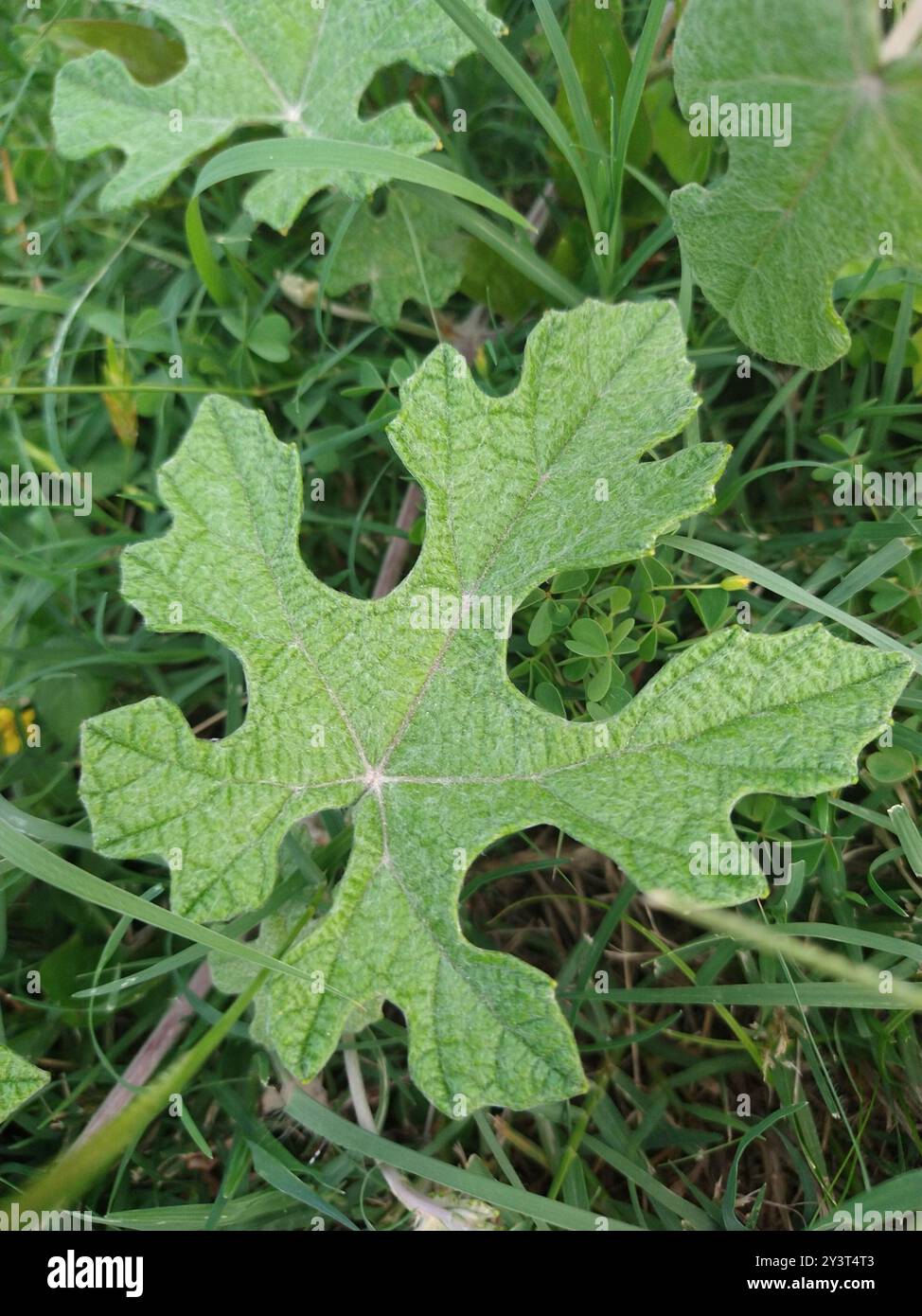 mustang grape (Vitis mustangensis) Plantae Stock Photo - Alamy