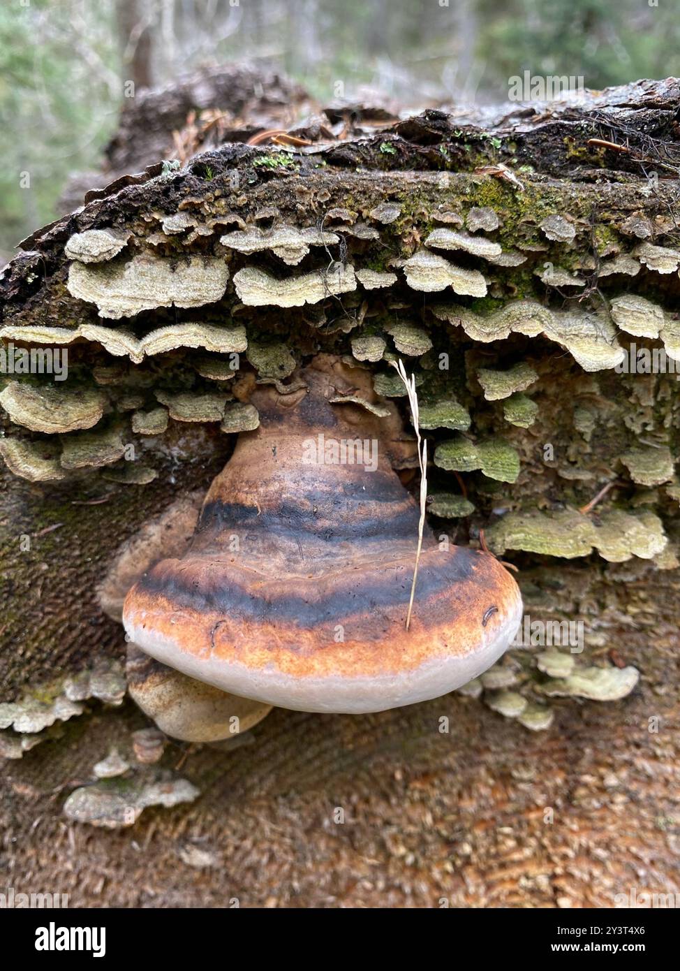 Red-banded Conks (Fomitopsis pinicola) Fungi Stock Photo - Alamy