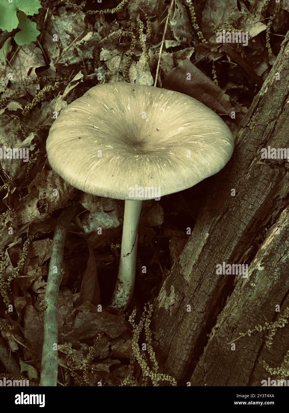 Eastern American Platterful Mushroom (Megacollybia rodmanii) Fungi ...