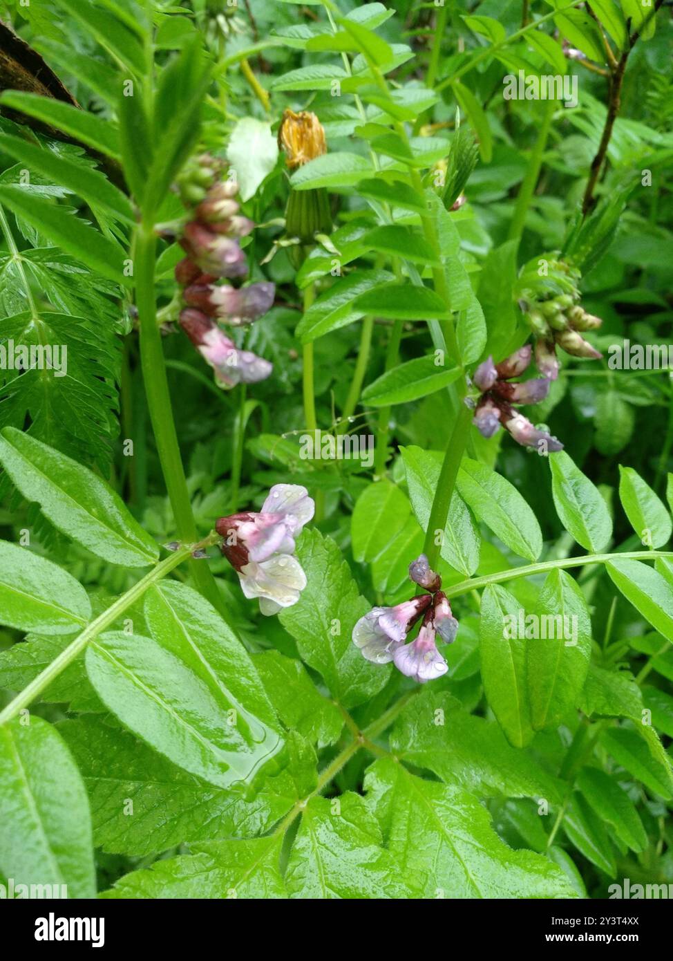 Bush Vetch (Vicia sepium) Plantae Stock Photo - Alamy