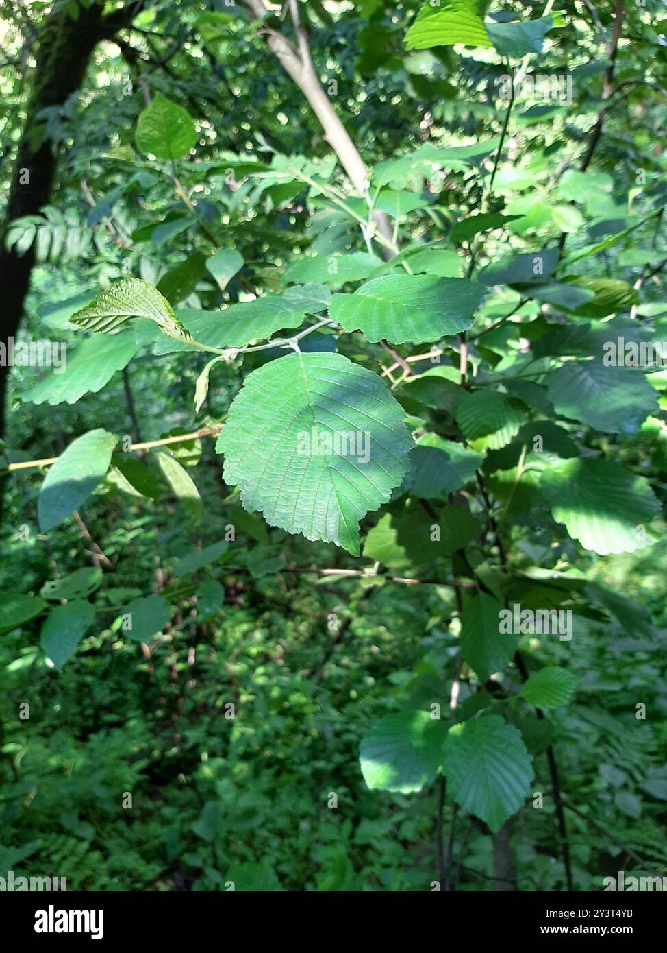 grey alder (Alnus incana) Plantae Stock Photo - Alamy