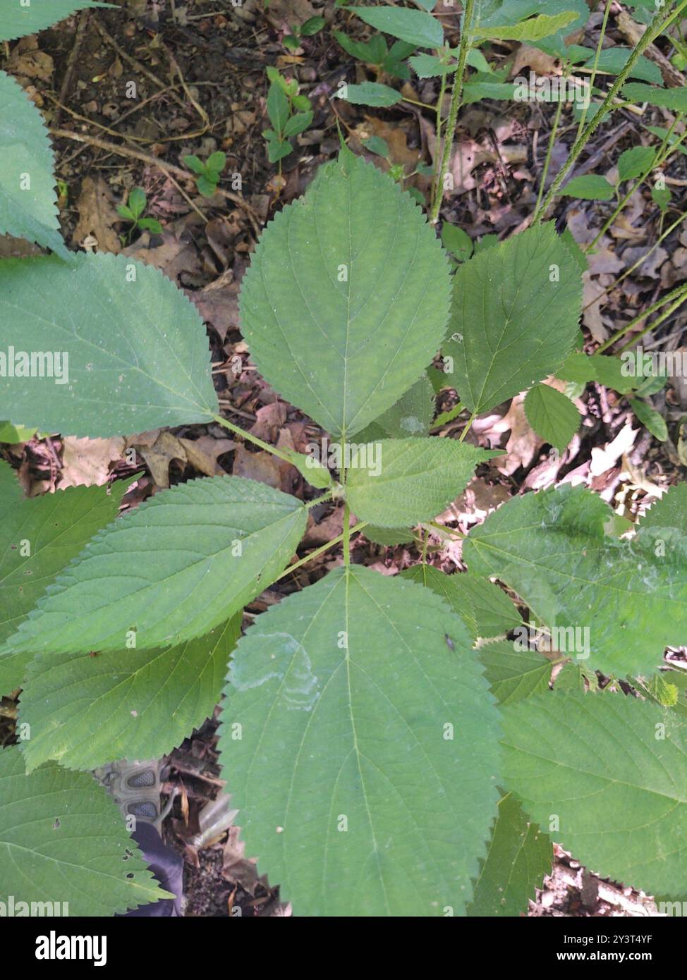 wood nettle (Laportea canadensis) Plantae Stock Photo - Alamy