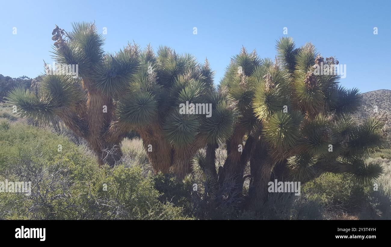 Joshua Tree (Yucca brevifolia) Plantae Stock Photo - Alamy