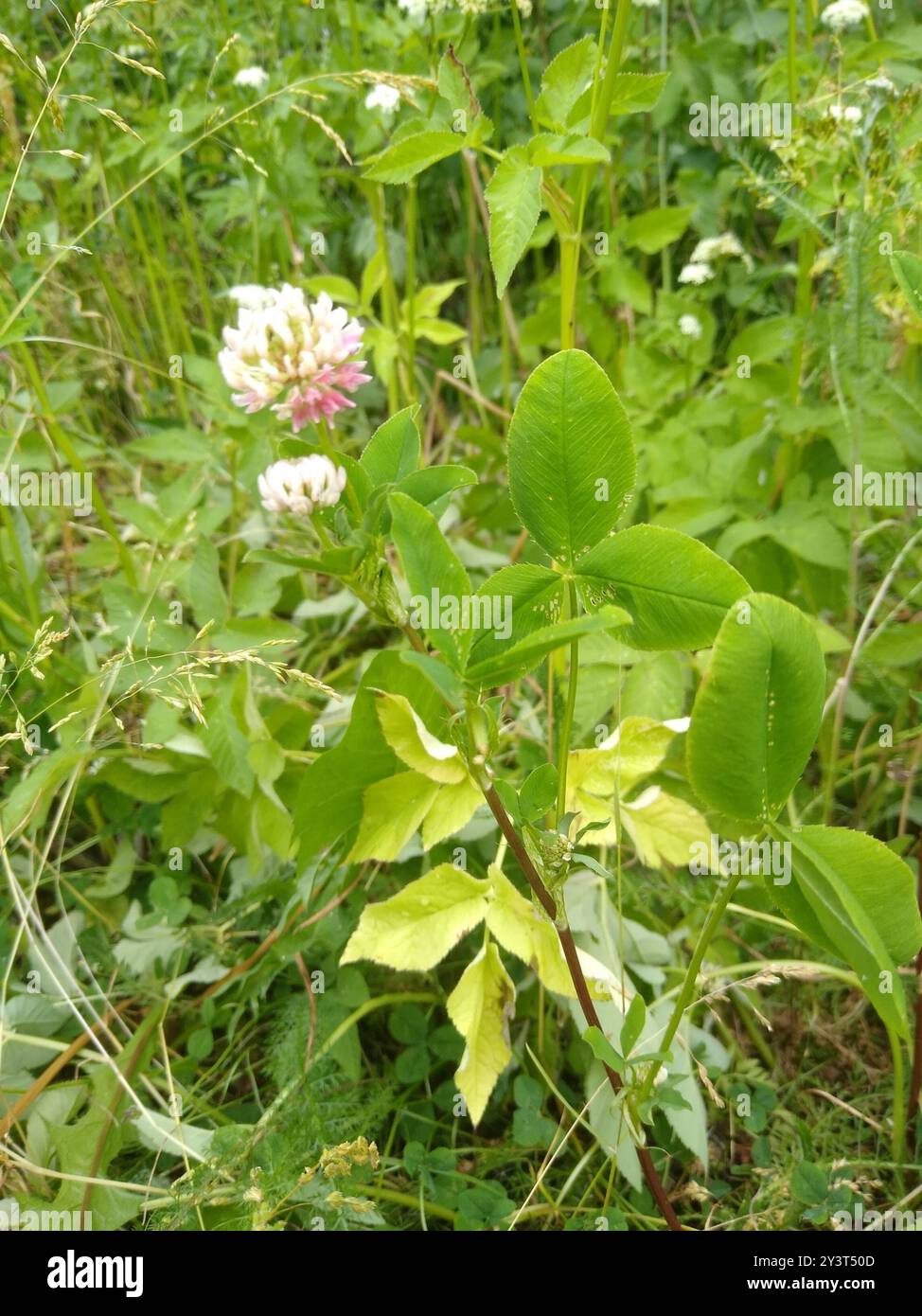 Alsike clover (Trifolium hybridum) Plantae Stock Photo - Alamy