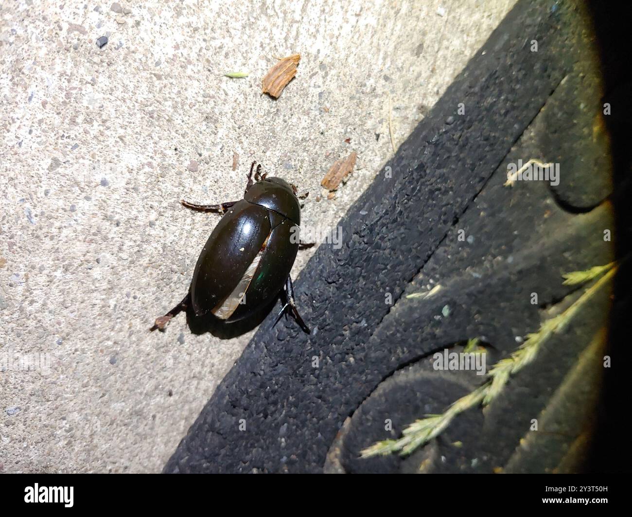 Giant Water Scavenger Beetles (Hydrophilus) Insecta Stock Photo - Alamy