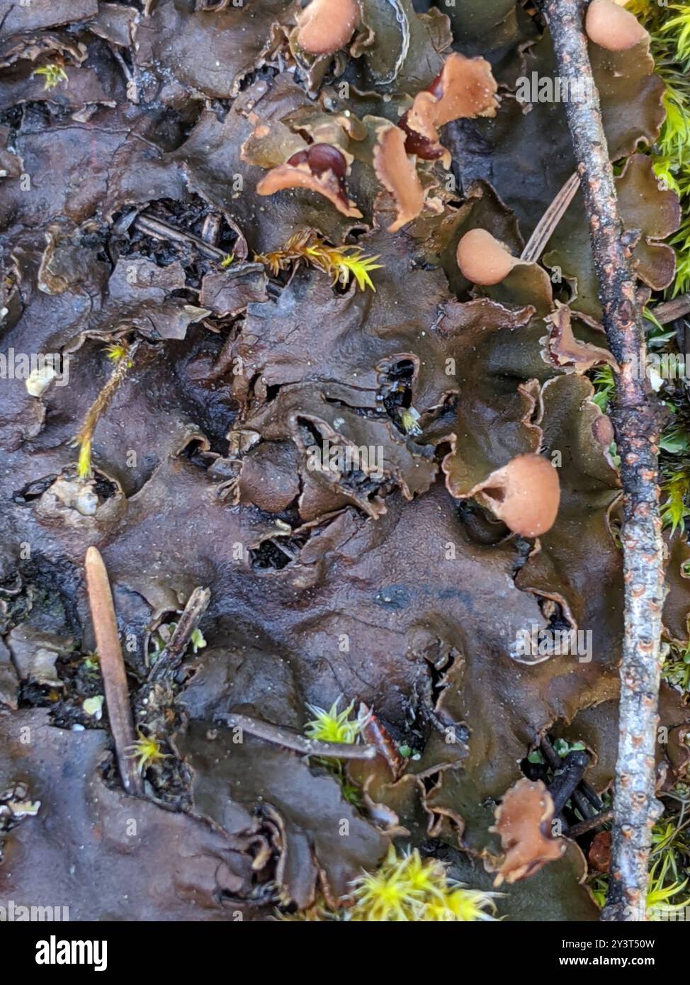 many-fruited pelt lichen (Peltigera polydactylon) Fungi Stock Photo - Alamy