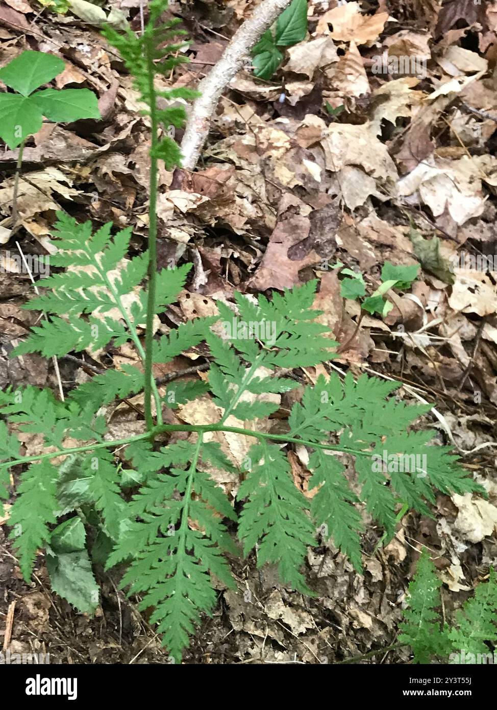 rattlesnake fern (Botrypus virginianus) Plantae Stock Photo - Alamy