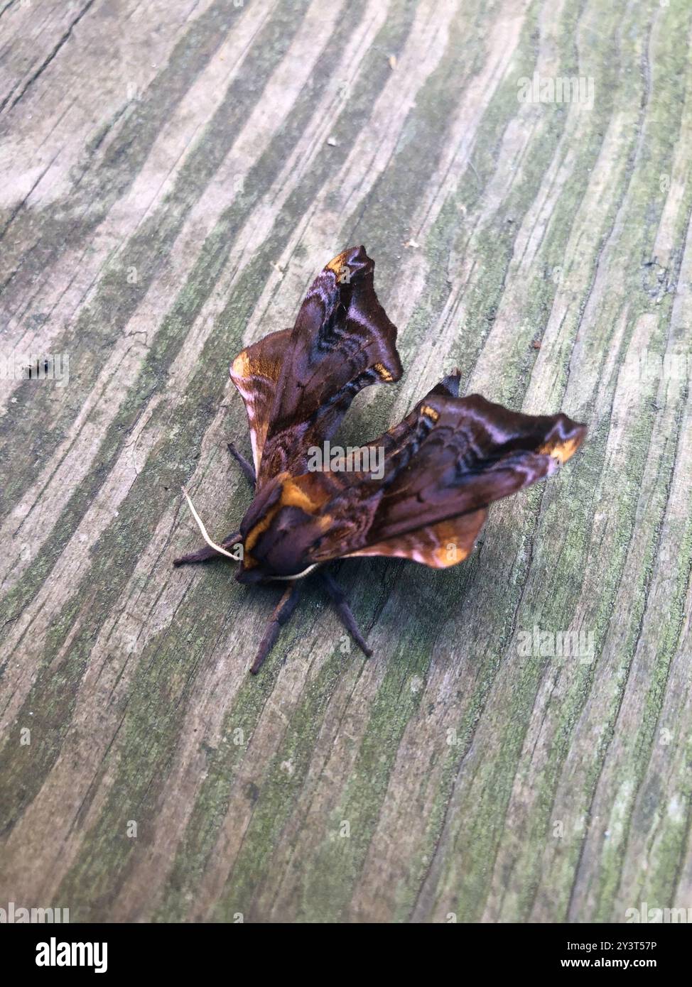 Small-eyed Sphinx (Paonias myops) Insecta Stock Photo - Alamy