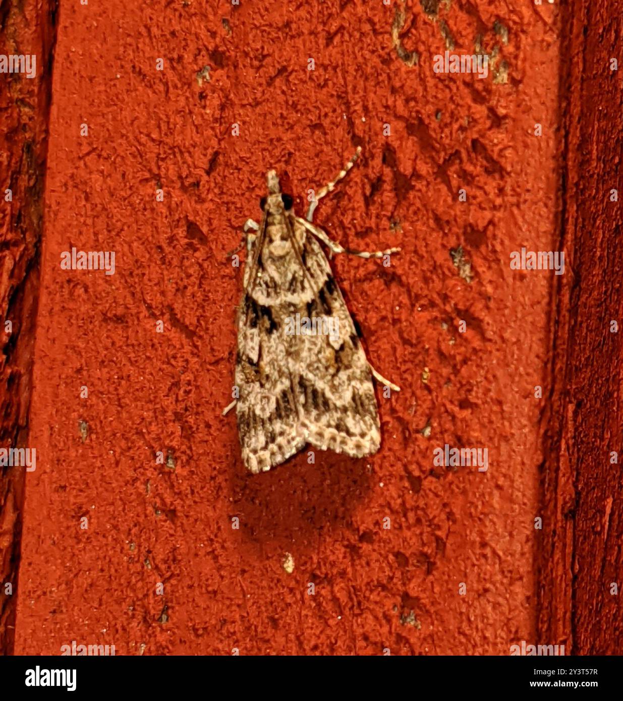 Double-striped Scoparia Moth (Scoparia biplagialis) Insecta Stock Photo ...
